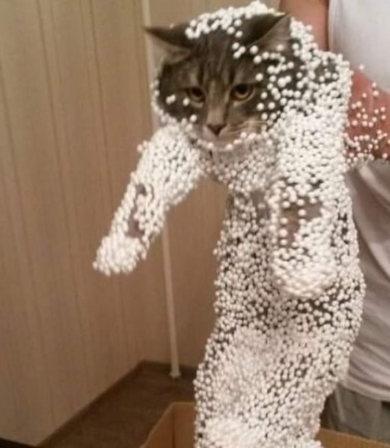 25 Hilarious Images Of Broken Cats! - We Love Cats and Kittens