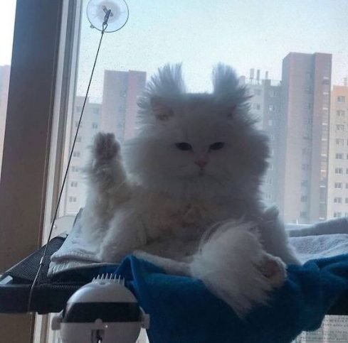 25 Hilarious Images Of Broken Cats! - We Love Cats and Kittens