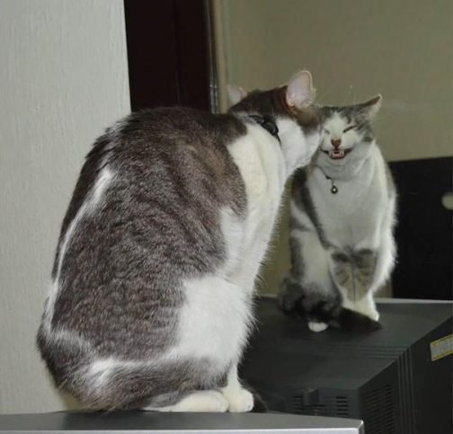 25 Hilarious Images Of Broken Cats! - We Love Cats and Kittens
