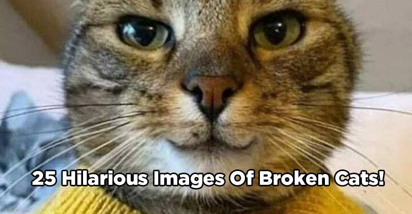 25 Hilarious Images Of Broken Cats! - We Love Cats and Kittens
