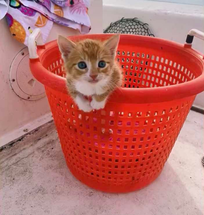 Meet Marlin! The Swimming, Ocean-loving, Boat Riding Cat that Thinks he ...