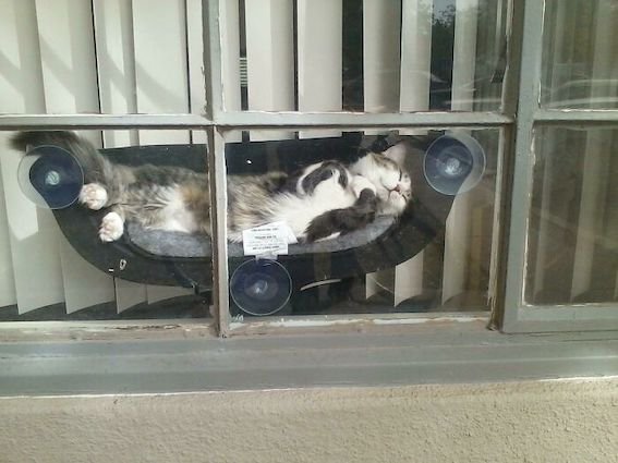 25 Pictures of Spoiled Cats that Probably Live Better than You - We ...