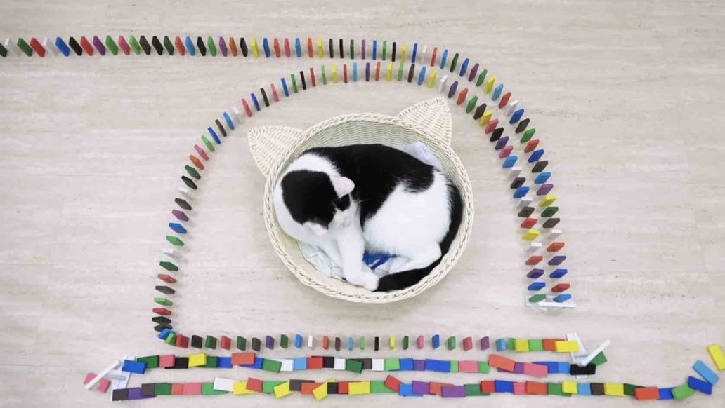 Cats Playing with Dominoes? - We Love Cats and Kittens