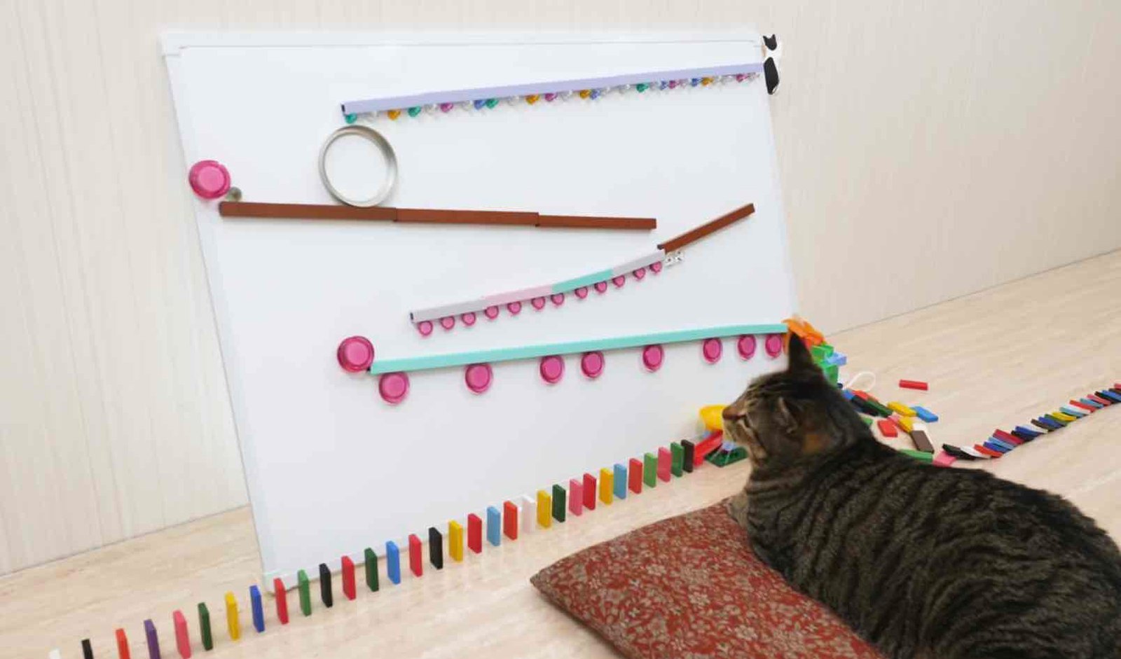 Cats Playing with Dominoes? - We Love Cats and Kittens