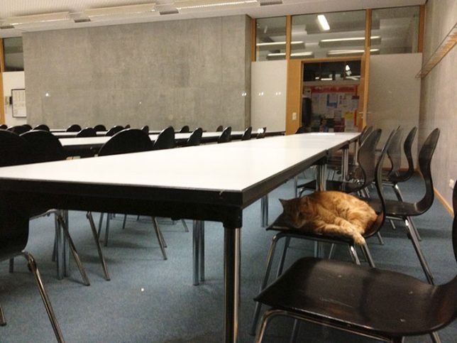 Cat Visits University Every Day to Give Students Cuddles - We Love Cats ...