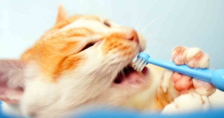 How to Groom a Cat: An Introductory Guide - We Love Cats and Kittens