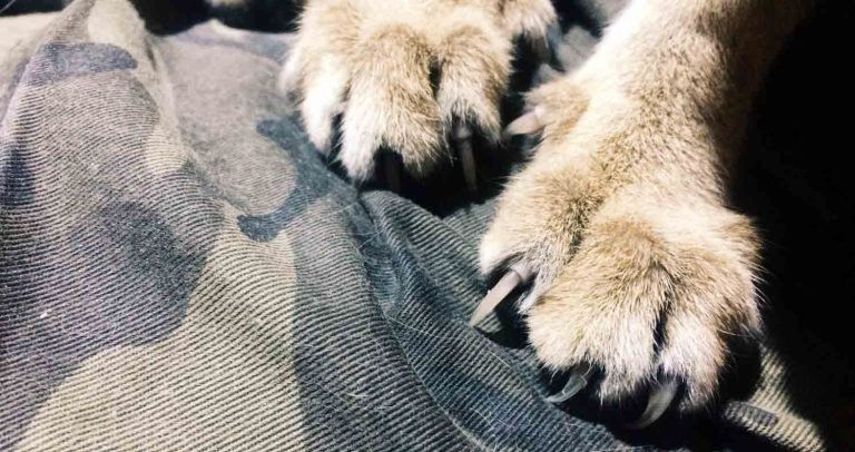 Cat Claw Caps and Covers: All You Need to Know - We Love Cats and Kittens
