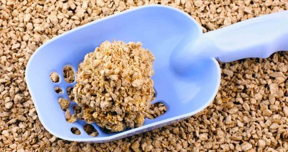 Best Clumping Cat Litter: Easy Cleaning Every Day!