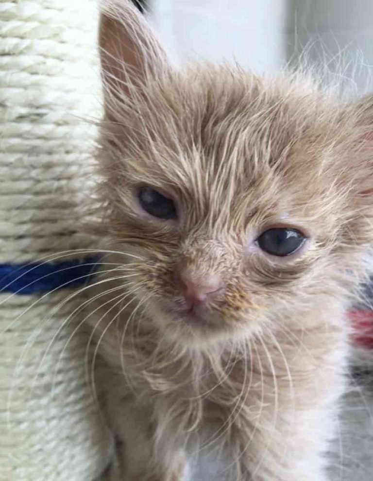 Stray Cat Brings Weak Kittens to the Man Who Feeds Her - We Love Cats ...