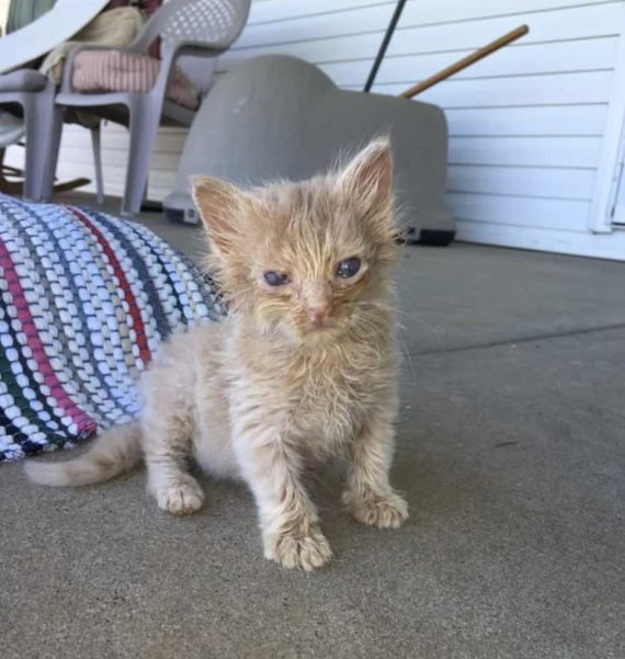 Stray Cat Brings Weak Kittens to the Man Who Feeds Her - We Love Cats ...