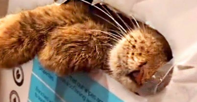 Family Find Taped-Up Box With an Abandoned Kitty Inside - We Love Cats ...