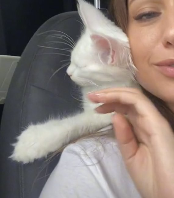 Meet the Maine Coon Cat that is So Big People Mistake Him for a Dog ...