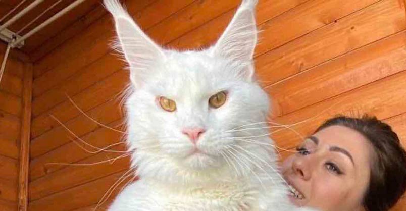 Cat Pictures | The Best Cat Pictures and Cat Photos from All Over the Web