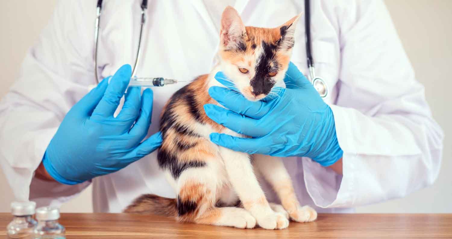 The Ultimate Guide for Taking Your Cat to the Vet - We Love Cats and ...