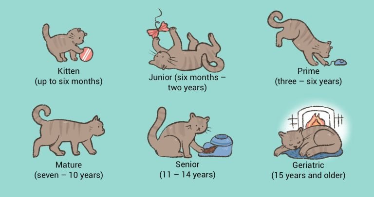 How Long Do Cats Live- Life Expectancy and Care Tips