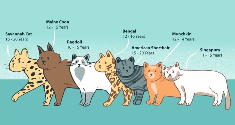 How Long Do Cats Live- Life Expectancy and Care Tips