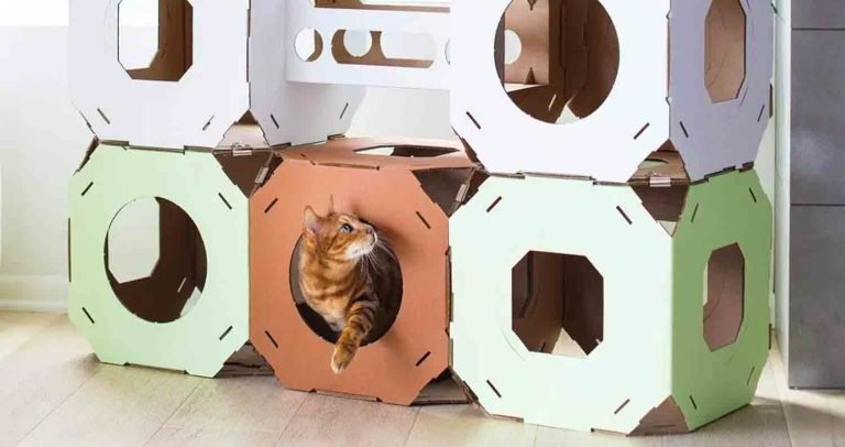 Best Indoor Cat Houses for Your Feline’s Comfort