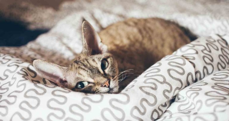 Why Does My Cat Sleep Between My Legs? - We Love Cats and Kittens