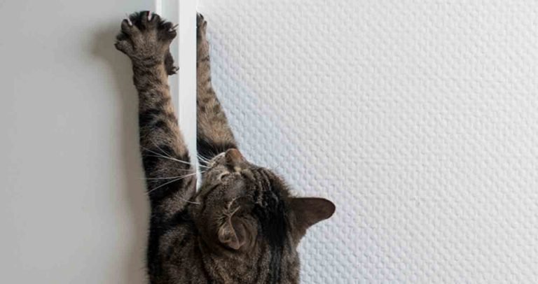 Why Does my Cat Scratch the Wall? - We Love Cats and Kittens