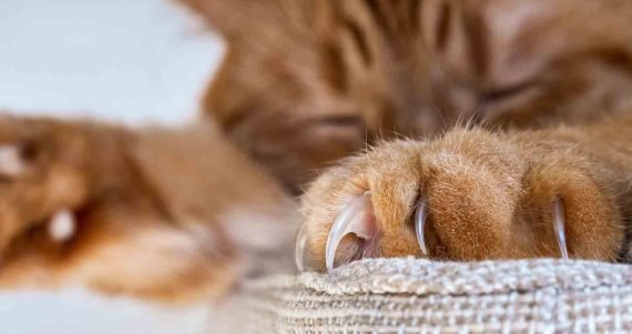 How Do Cats Retract Their Claws? - We Love Cats and Kittens