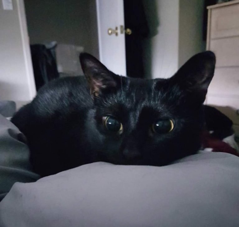 19 Beautiful Cats Staring Lovingly into Their Human’s Eyes - We Love ...