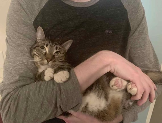 19 Beautiful Cats Staring Lovingly into Their Human’s Eyes - We Love ...