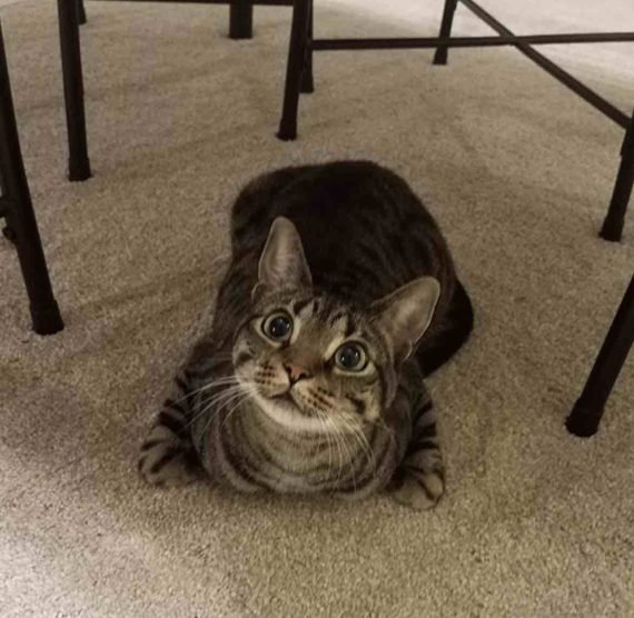 19 Beautiful Cats Staring Lovingly into Their Human’s Eyes - We Love ...