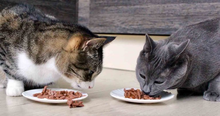 Best Cat Food For Smelly Poop (2024) - 8 Foods To Reduce Stinky Odors