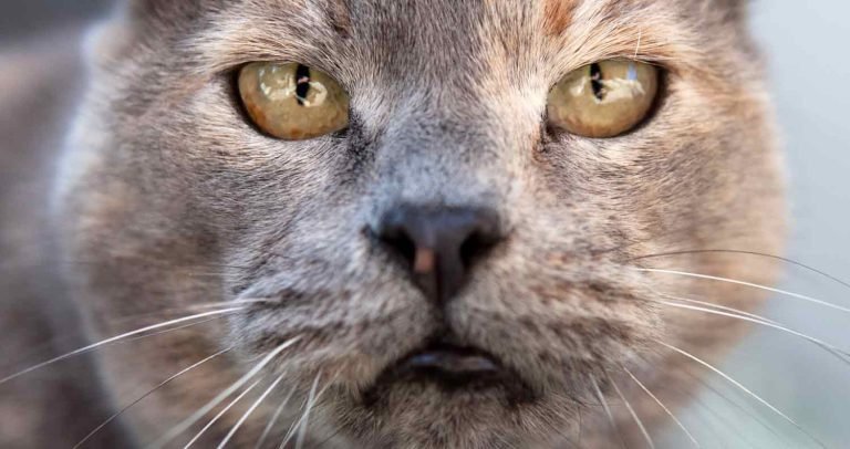 Black Stuff on Cat's Nose: What It Is and What to Do