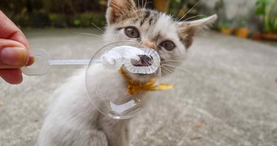 Are Bubbles Toxic to Cats? What You Need to Know