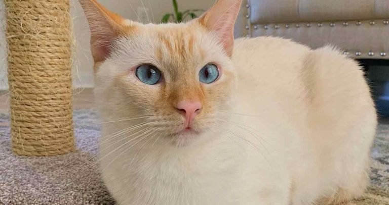 Flame Point Siamese Cat (Colorpoint Shorthairs and Red Points)