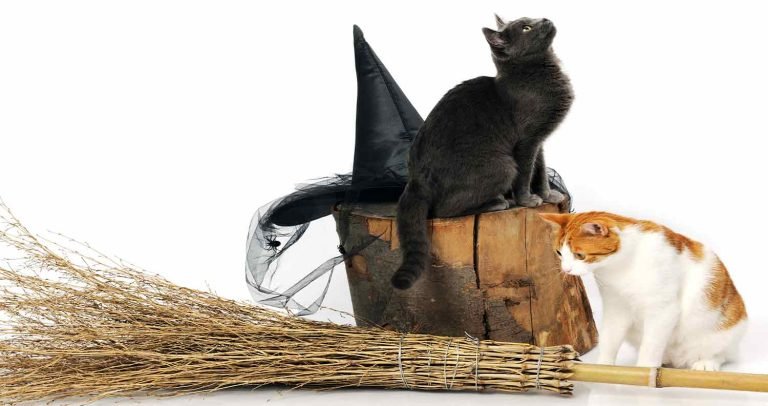 220 Harry Potter Inspired Cat Names (Perfect Picks for Your Cat!)