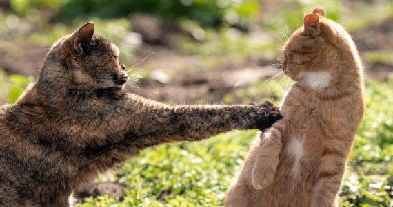 How Do I Stop My Cat Fighting (Why Do Cats Fight?) - We Love Cats and ...