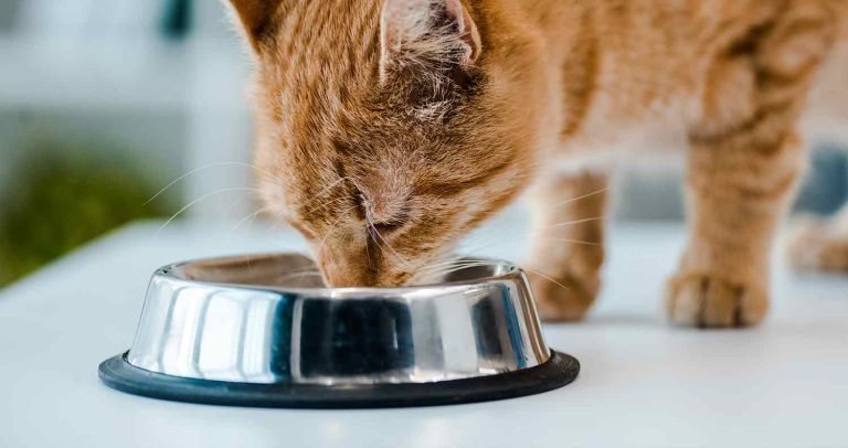 How Much Water Should A Cat Drink? (Is Your Cat Drinking a Lot of Water ...