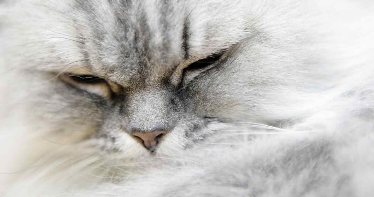 Flat Faced Cat Breeds (11 Flat Face Cat Breeds You Will LOVE!) - We ...