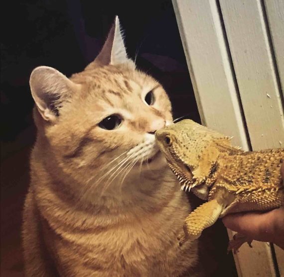 Friendly Stray Cat Gets Run Over By Car – $6,000 Later… - We Love Cats ...