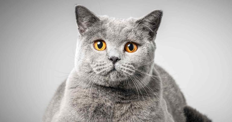 Flat Faced Cat Breeds (11 Flat Face Cat Breeds You Will LOVE!) - We ...