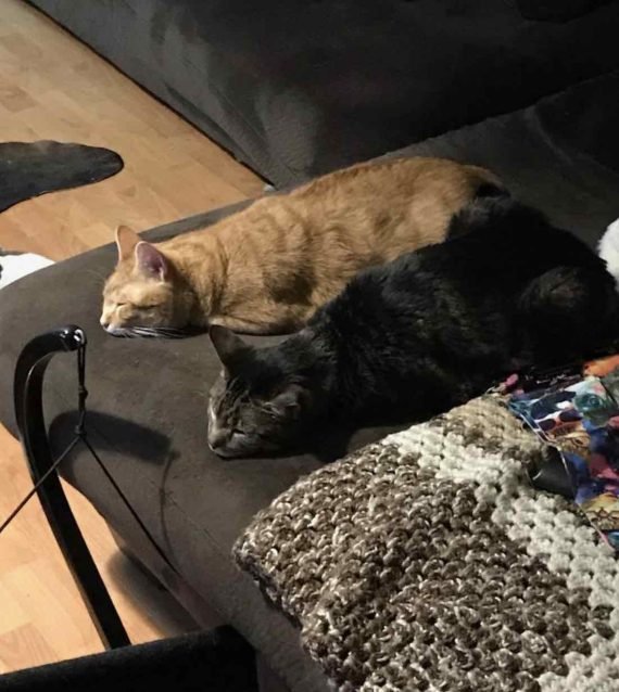 Friendly Stray Cat Gets Run Over By Car – $6,000 Later… - We Love Cats ...