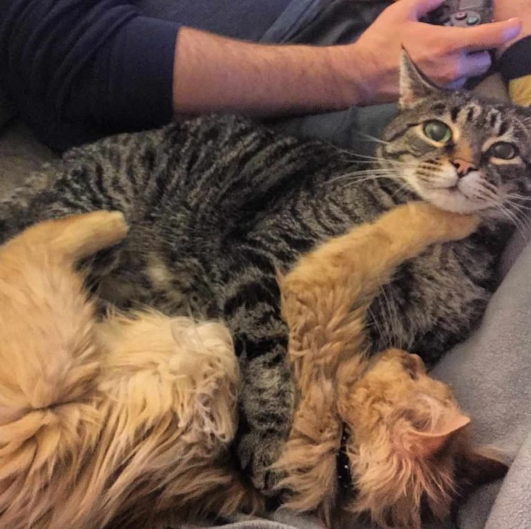 Cute Kitten Can’t Stop Smiling After Being Rescued From a Shelter - We ...