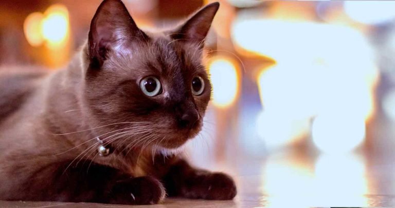Flat Faced Cat Breeds (11 Flat Face Cat Breeds You Will LOVE!) - We ...