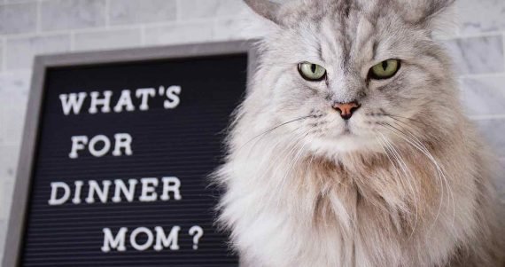 Flat Faced Cat Breeds (11 Flat Face Cat Breeds You Will LOVE!) - We ...