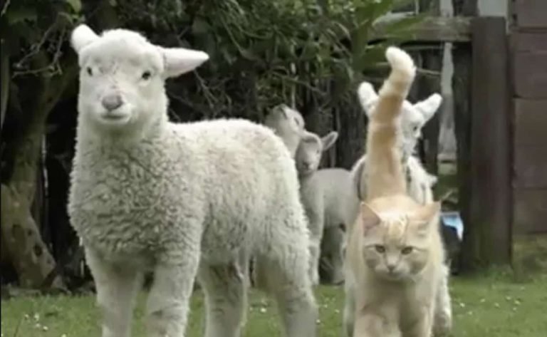 Meet the Cat Who Thinks He’s Part Lamb - We Love Cats and Kittens