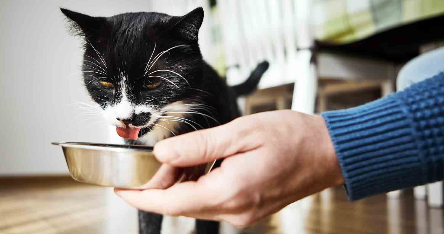 Bone Broth For Cats (What Exactly Are Cat Broths?) - We Love Cats and ...