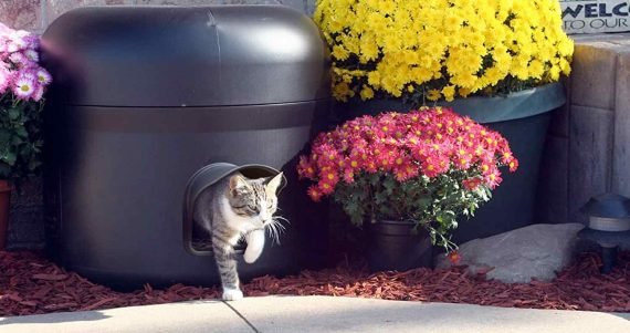 Best Outdoor Cat Houses: Safe and Cozy Shelters for Cats