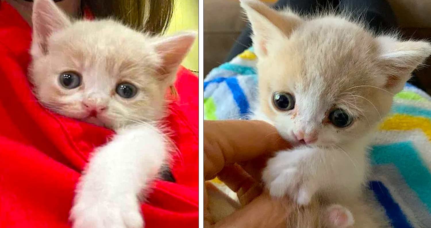 Abandoned Kitten with a Cleft Lip Finds Comfort in a Friendly Cat - We ...