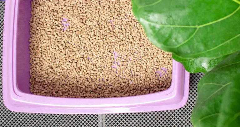 6 Best Natural Cat Litters (2024) – Wood, Corn, Wheat and Nut Options
