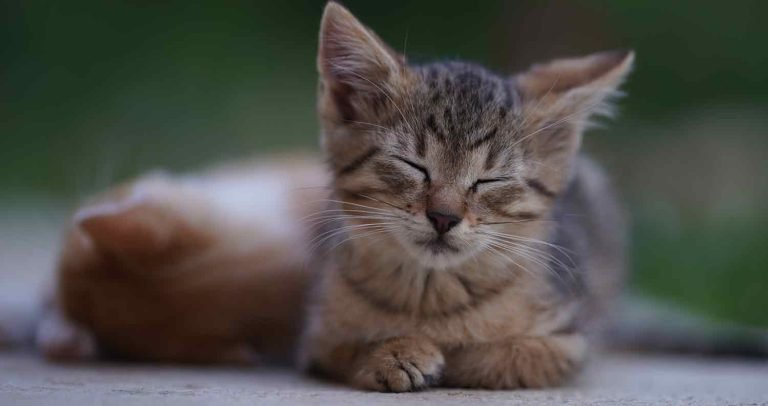 Cat Sleeping Positions: What Do They Mean? - We Love Cats and Kittens
