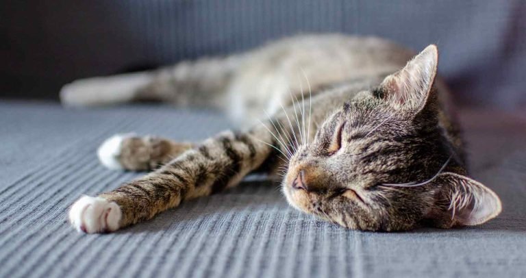Why Do Cats Twitch In Their Sleep? (Why is My Cat Shaking?) - We Love ...
