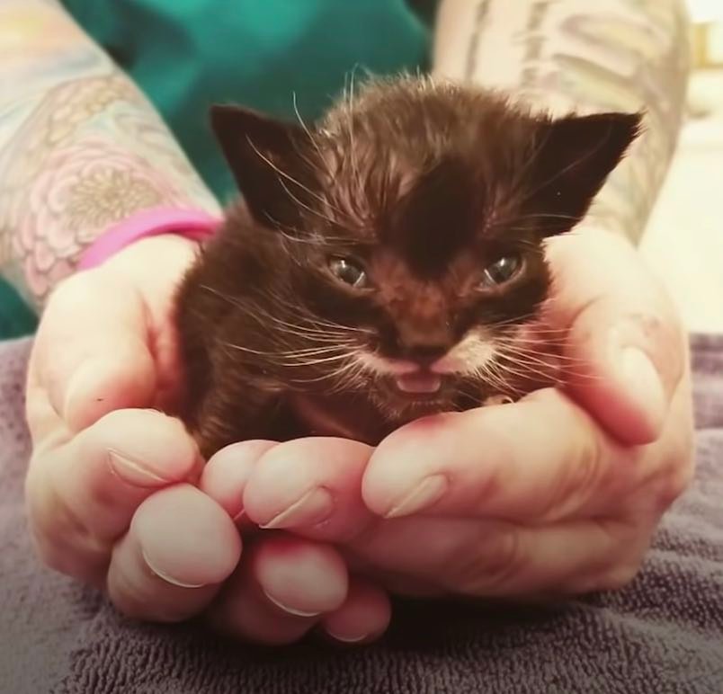 Littlest Kitten Ever Grows Up To Be A Mini Cat - We Love Cats and Kittens