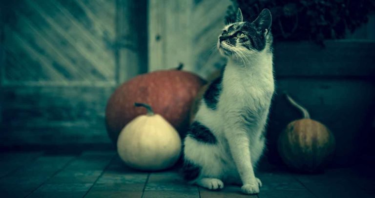 Can a Three-Legged Cat Lead a Normal Life? (How to Live With a Tripod ...